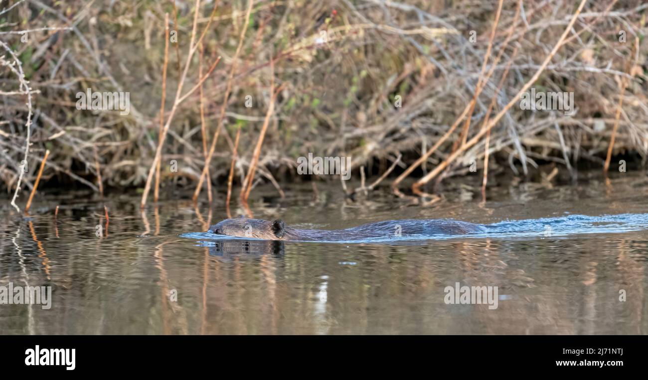 Castor alberta canada hi-res stock photography and images - Alamy