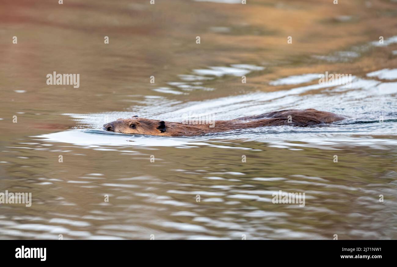 American beaver (Castor canadensis), Prince’s Island Park, Calgary ...