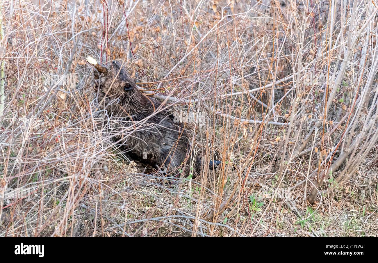 American beaver (Castor canadensis) cutting down a small tree, Prince’s ...