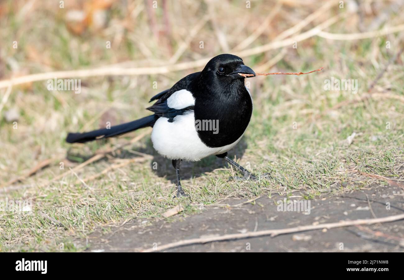 Black-billed magpie (Pica hudsonia), (AKA American magpie) collecting ...