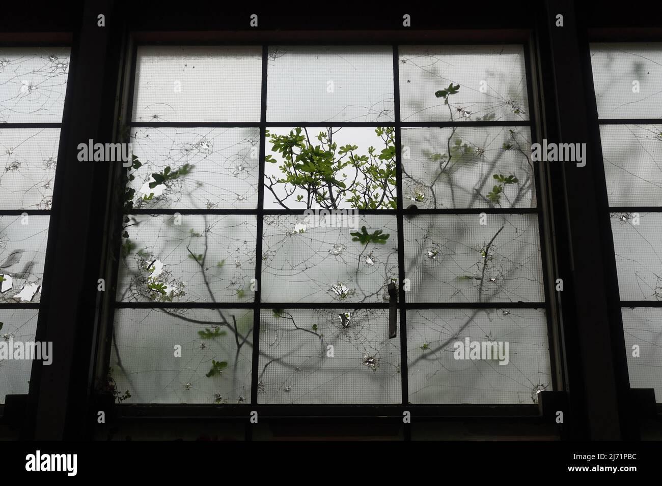 Broken windows and fig tree branches. Fragments of nature Stock Photo ...