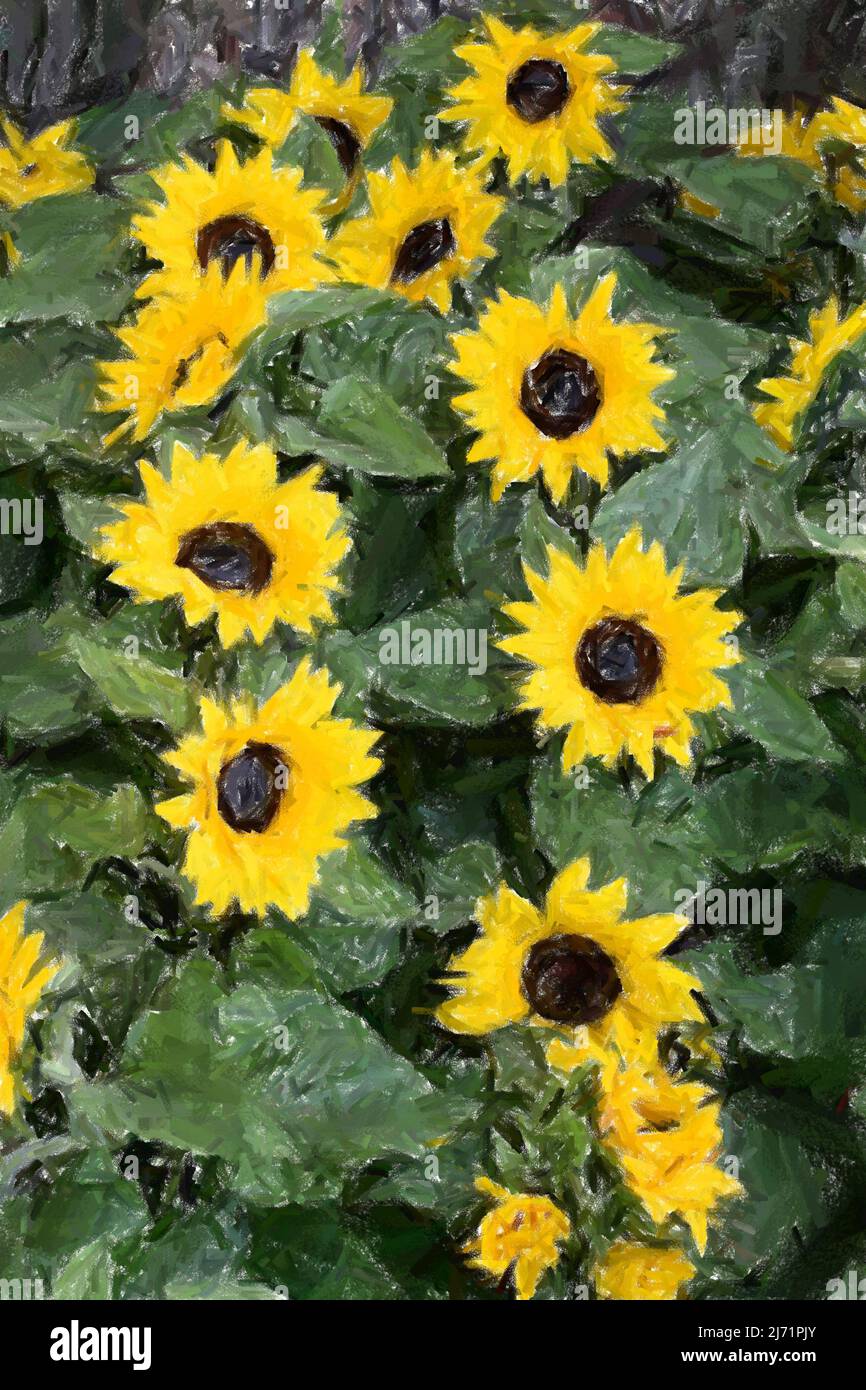 Helianthus sunflowers in bloom. Springtime nature rough crayon style ...