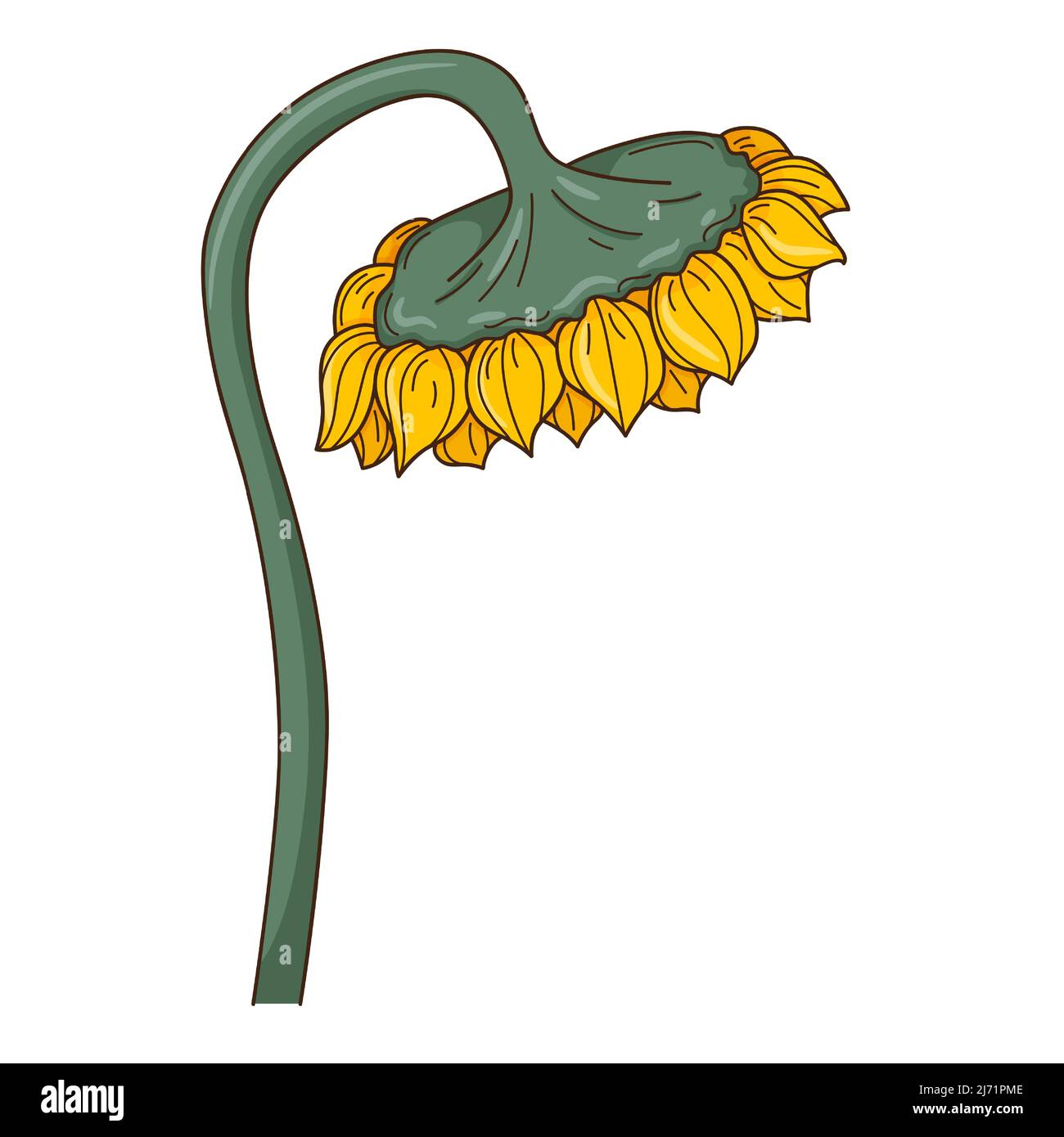 Sunflower on the stem. Mature sunflower. A symbol of autumn, harvest ...