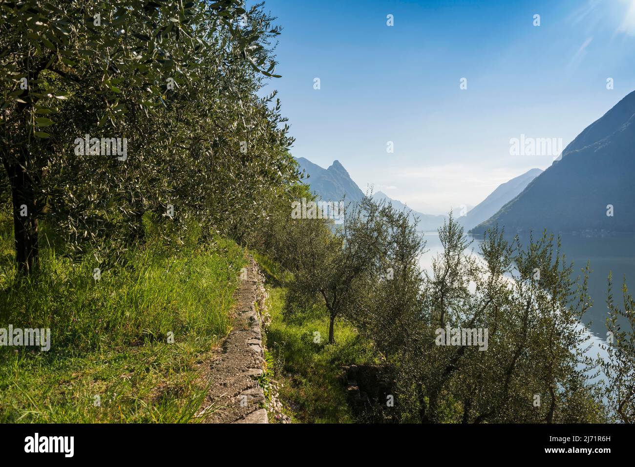 Olive trees by the lake, Sentiero dellolivo, Gandria, Lugano, Lake ...