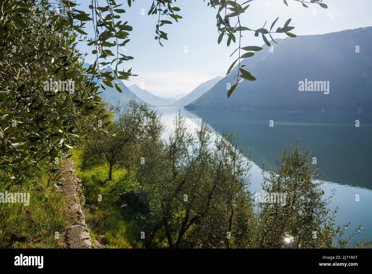 Olive trees by the lake, Sentiero dellolivo, Gandria, Lugano, Lake ...
