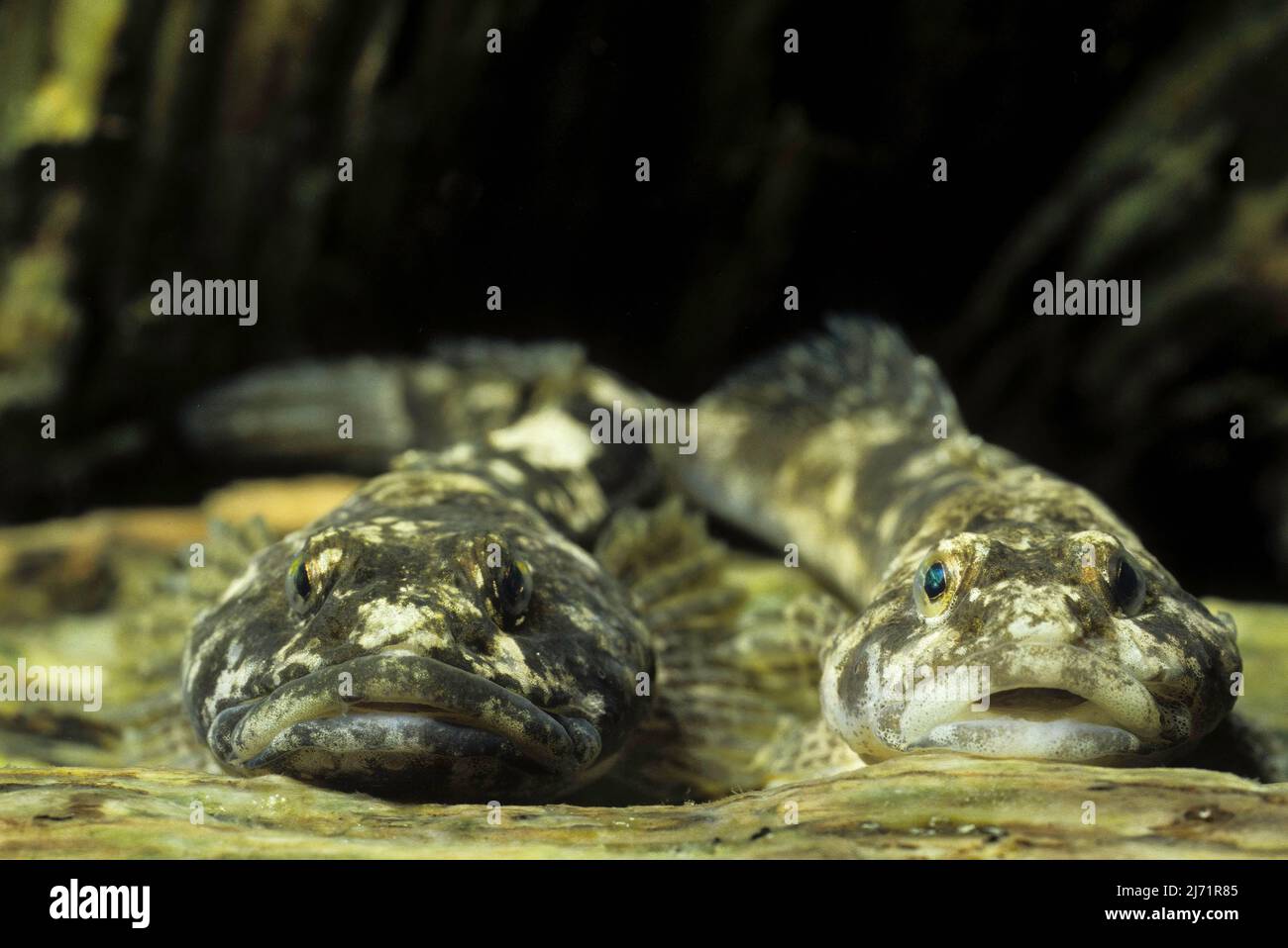 Groppen hi-res stock photography and images - Alamy