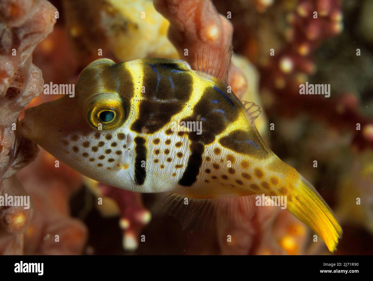 Mimikry feilenfisch hi-res stock photography and images - Alamy