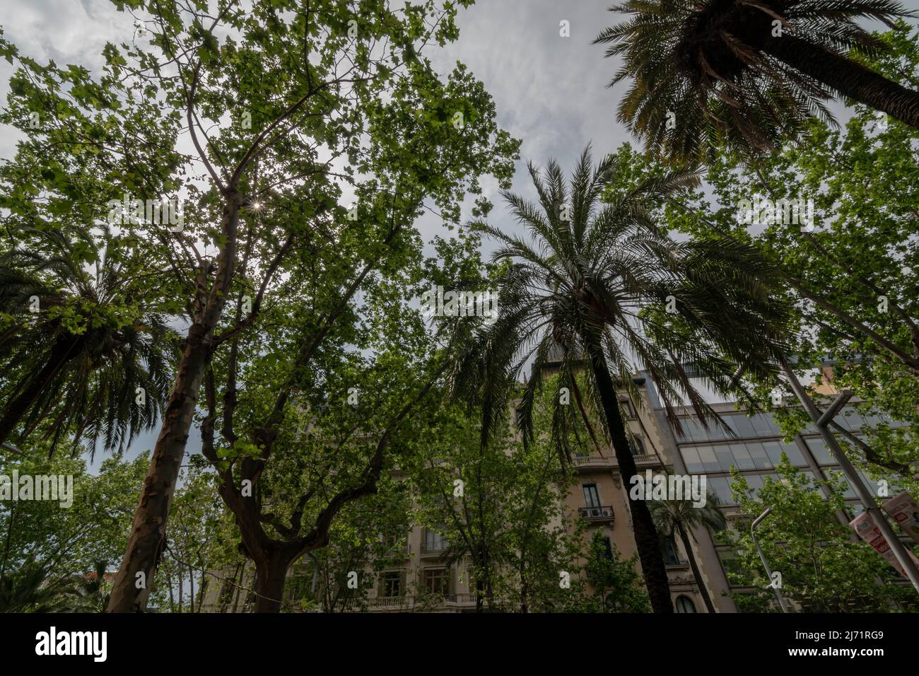 Streets,bus,trees and modernist buildings of Barcelona,Catalunya,Spain ...