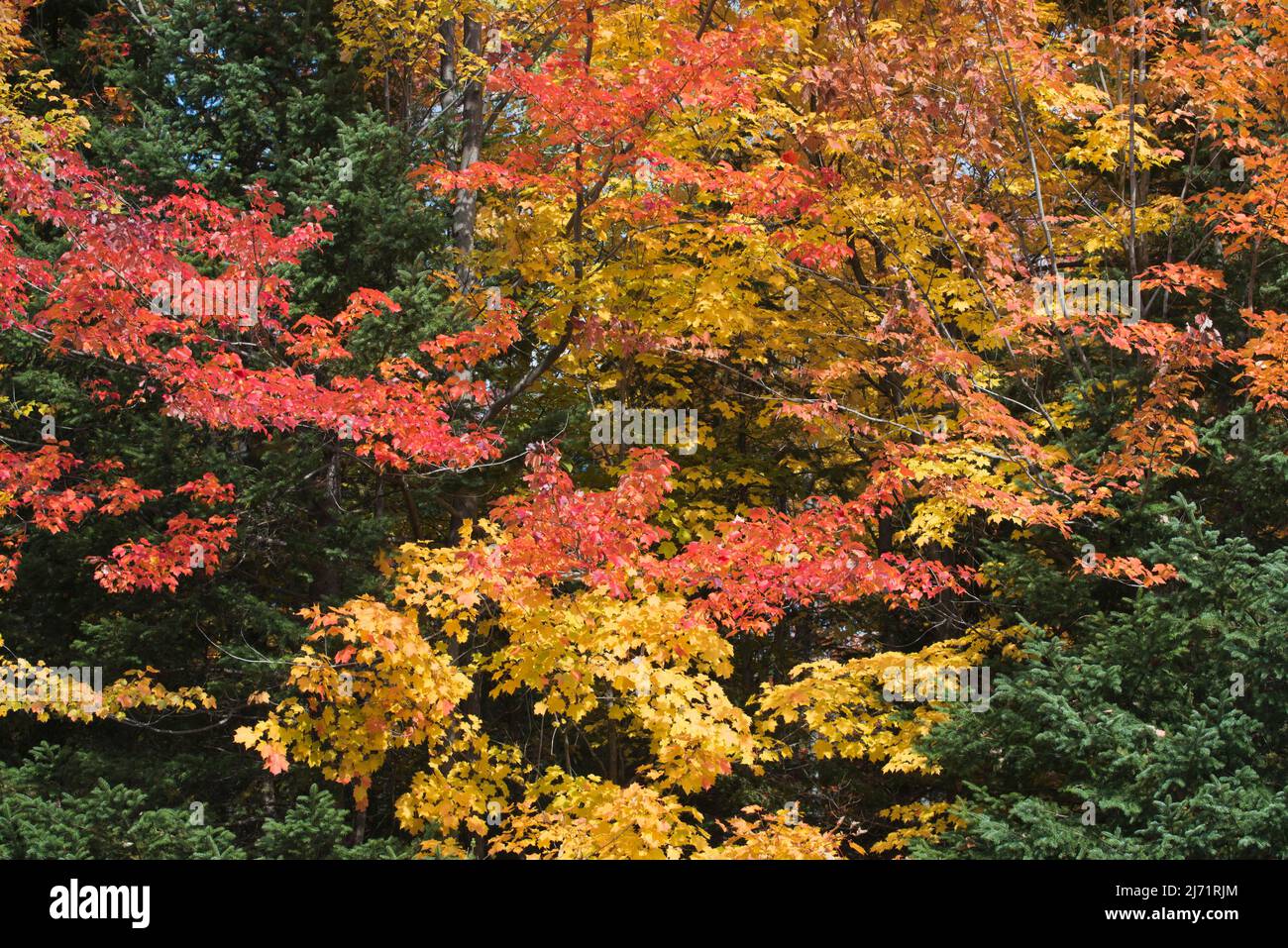 Algonquin provincial park maple hi-res stock photography and images - Alamy