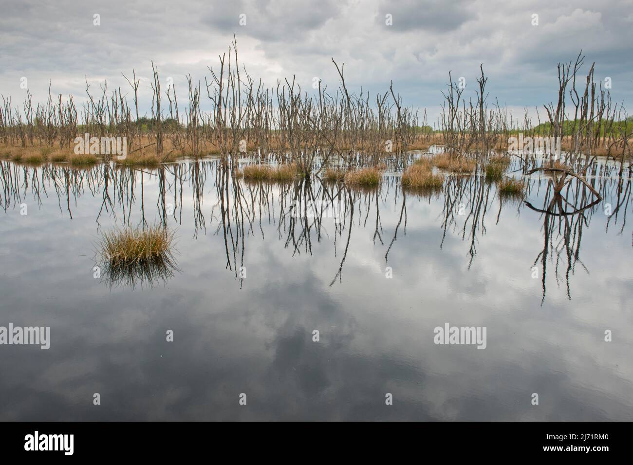 Moorlandschaft, Emsland, Niedersachsen, Deutschland Stock Photo - Alamy