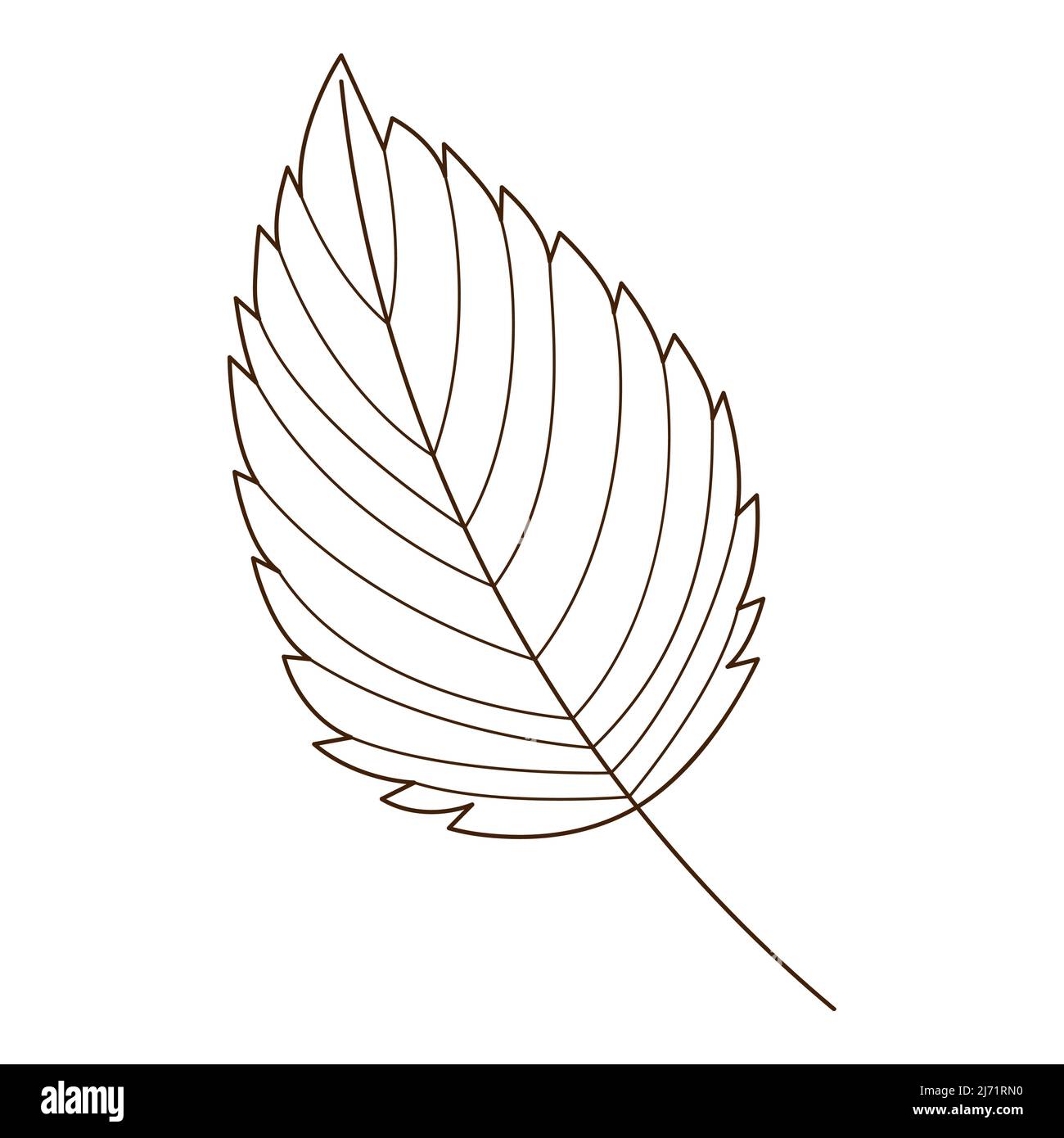 birch leaf. Botanical, plant design element with outline. Time of ...