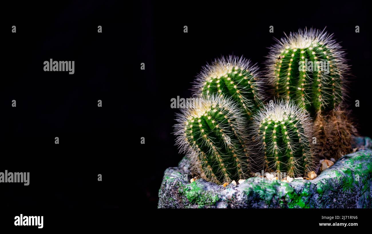 Clump of Notocactus magnificus on dark background. Ornamental plant on ...