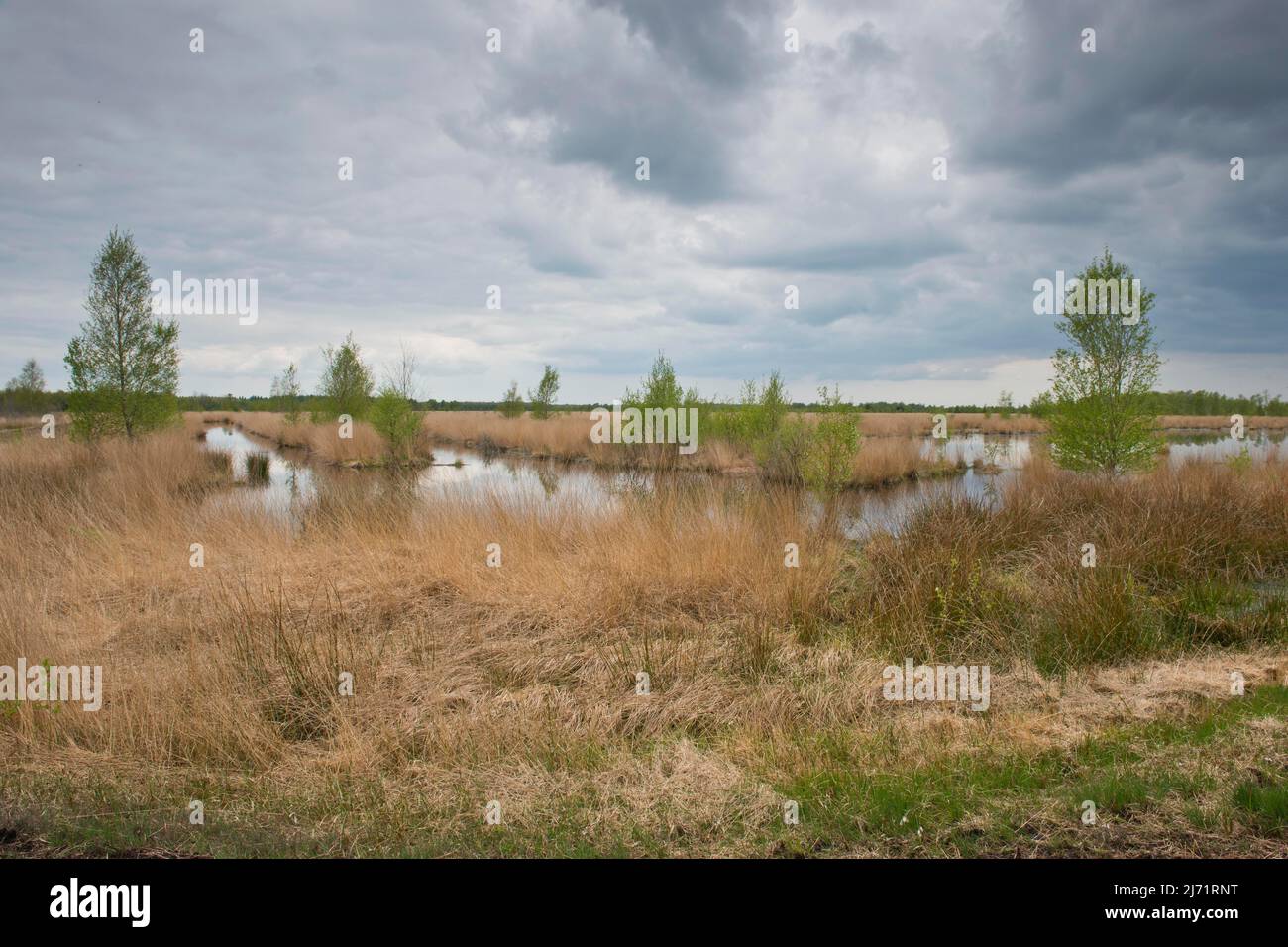 Moorlandschaft, Emsland, Niedersachsen, Deutschland Stock Photo - Alamy