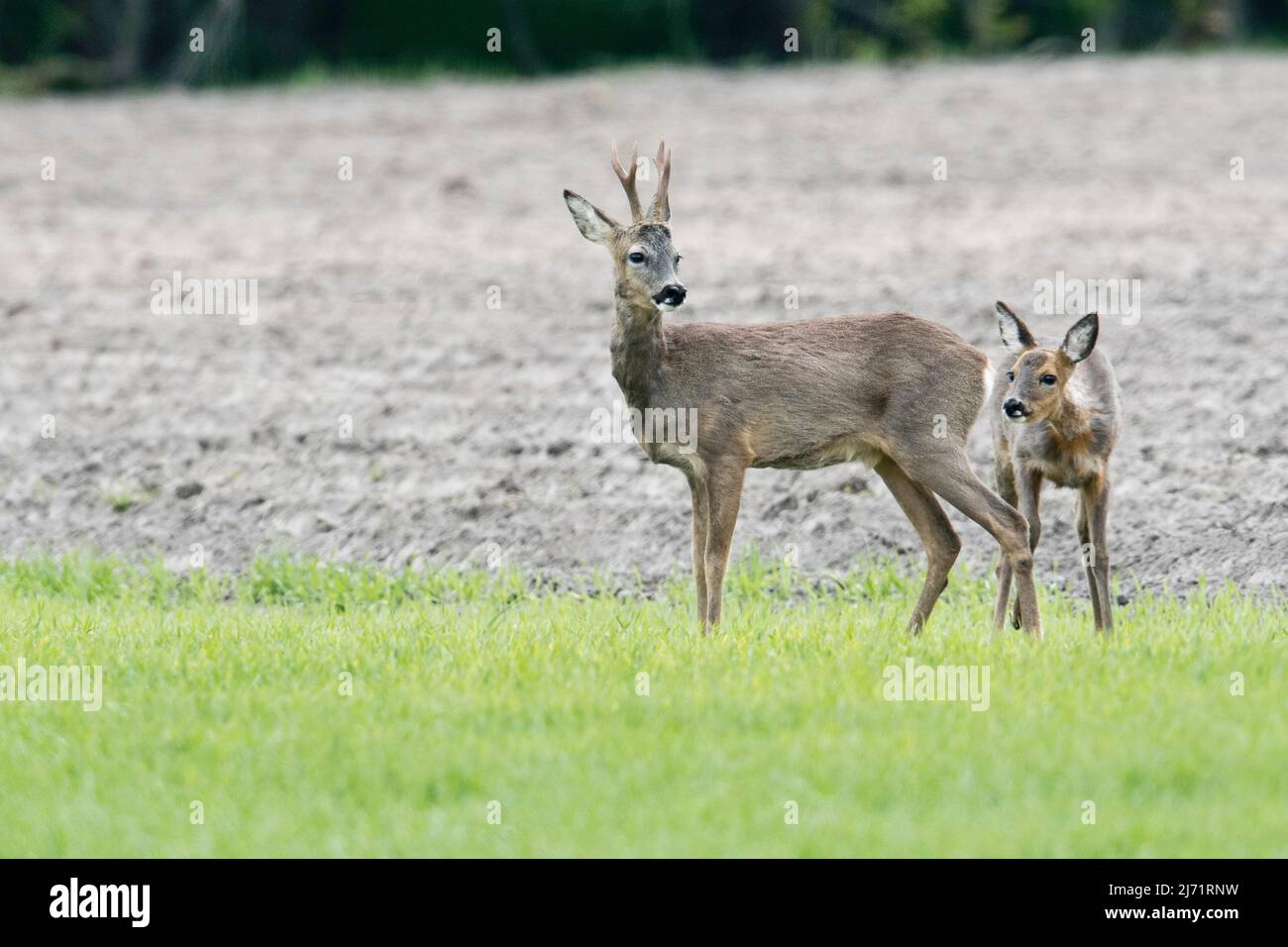Rehbock (Capreolus capreolus) und Ricke, Emsland, Niedersachsen ...