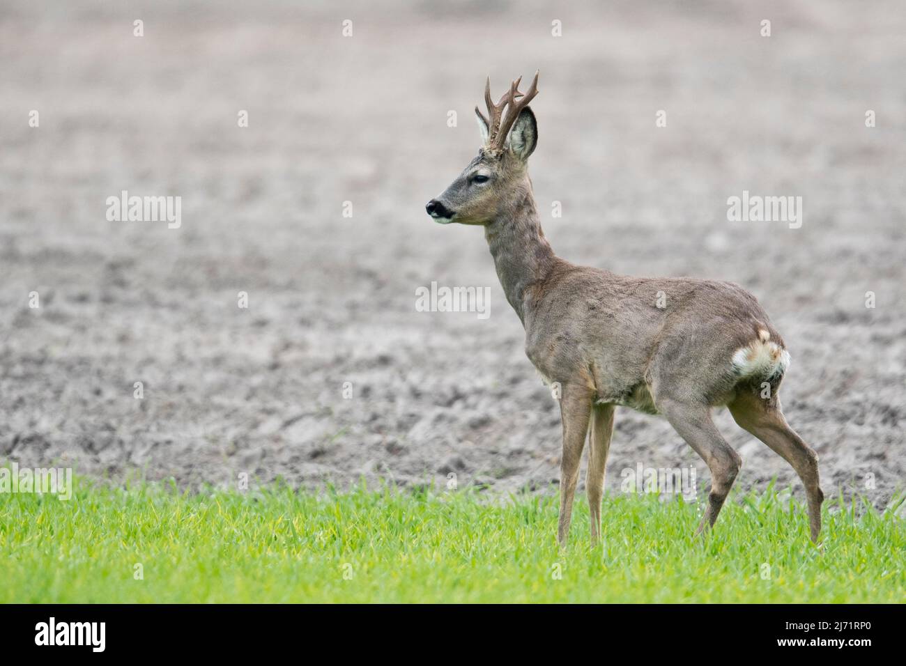 Rehbock capreolus capreolus hi-res stock photography and images - Alamy
