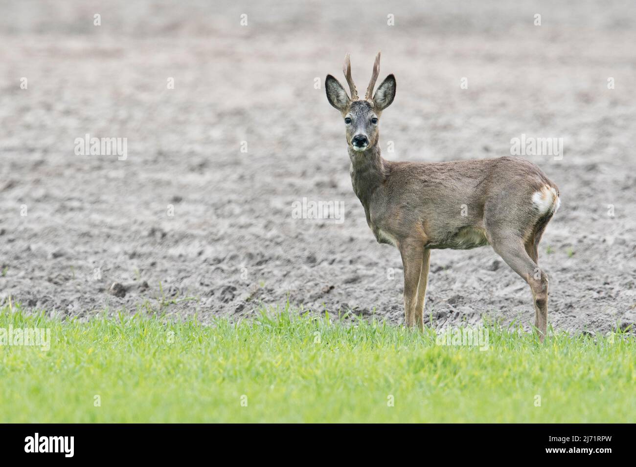 Rehbock capreolus capreolus hi-res stock photography and images - Alamy