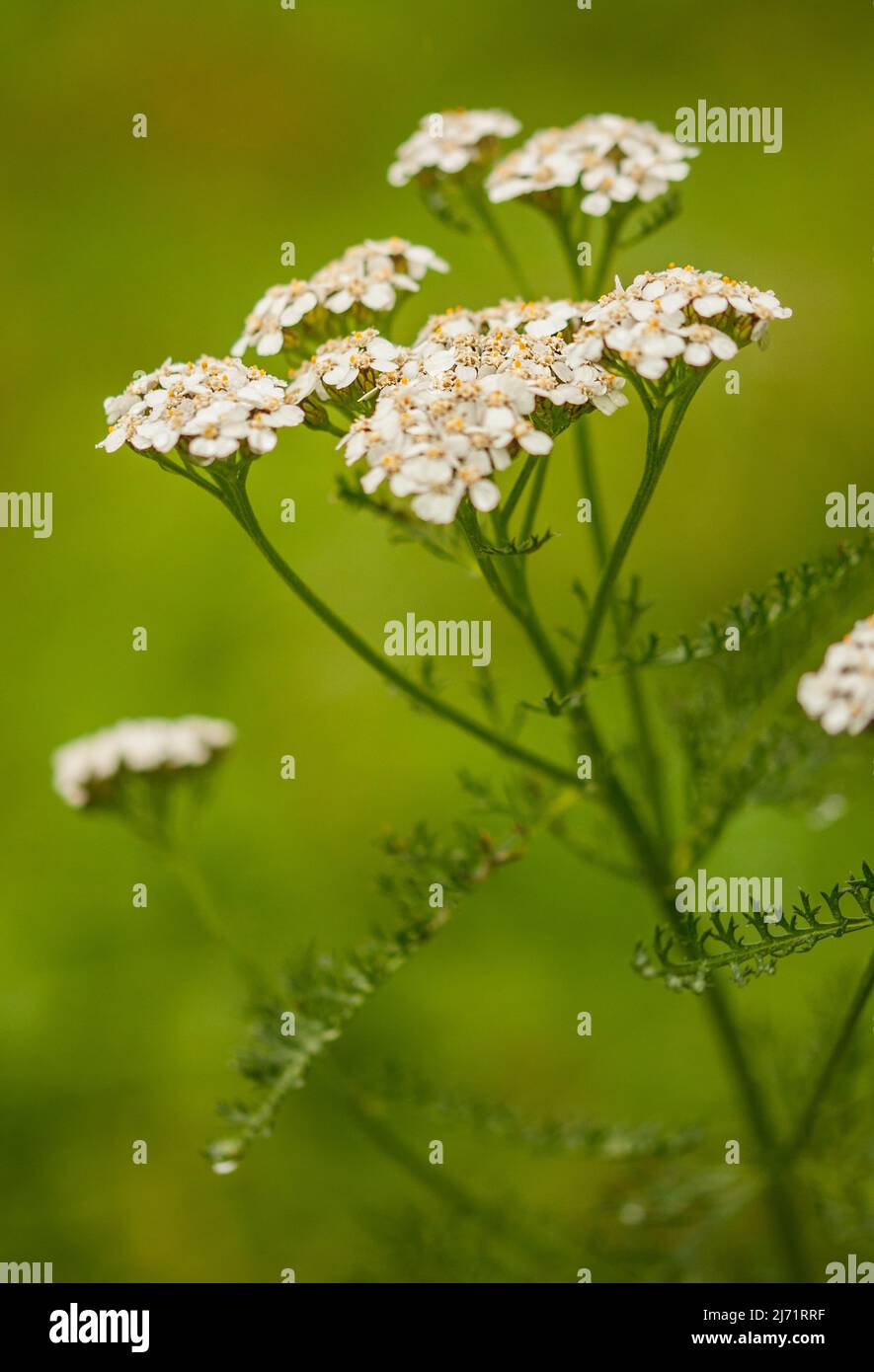Gemeine Schafgarbe (Achillea millefolium), Nahaufnahme Bluete, Velbert, Deutschland Stock Photo ...