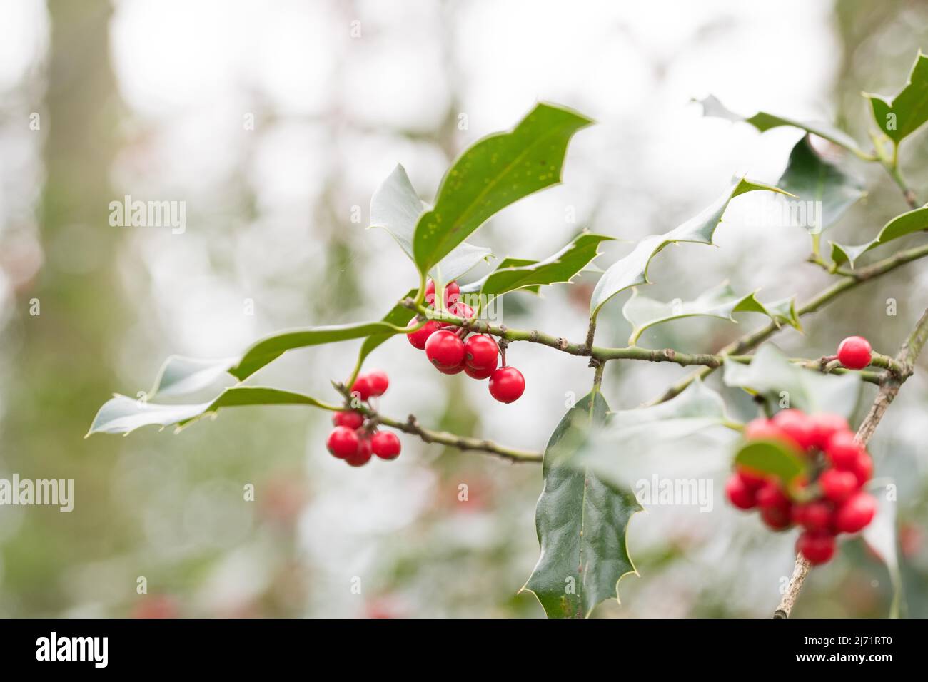 The velbert branch hi-res stock photography and images - Alamy