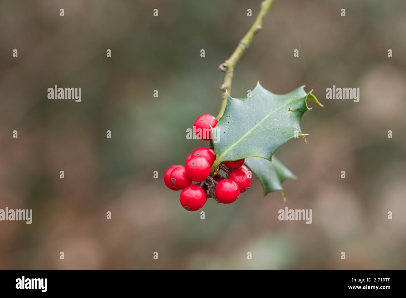 Holly (Ilex aquifolium), ripe fruit on branch, Velbert, Germany Stock ...