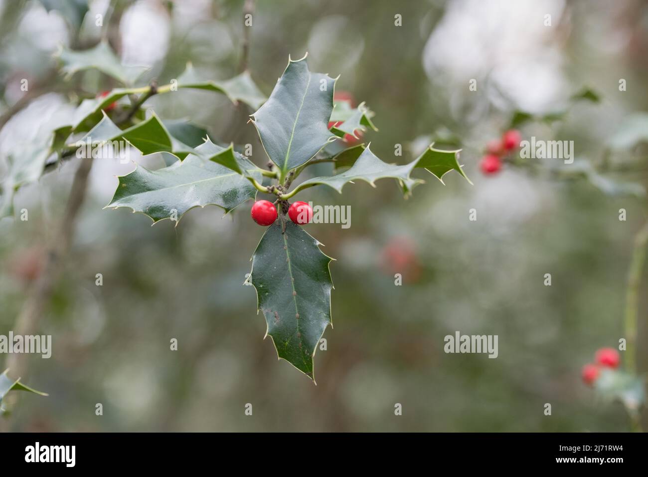 Holly (Ilex aquifolium), ripe fruit on branch, Velbert, Germany Stock ...