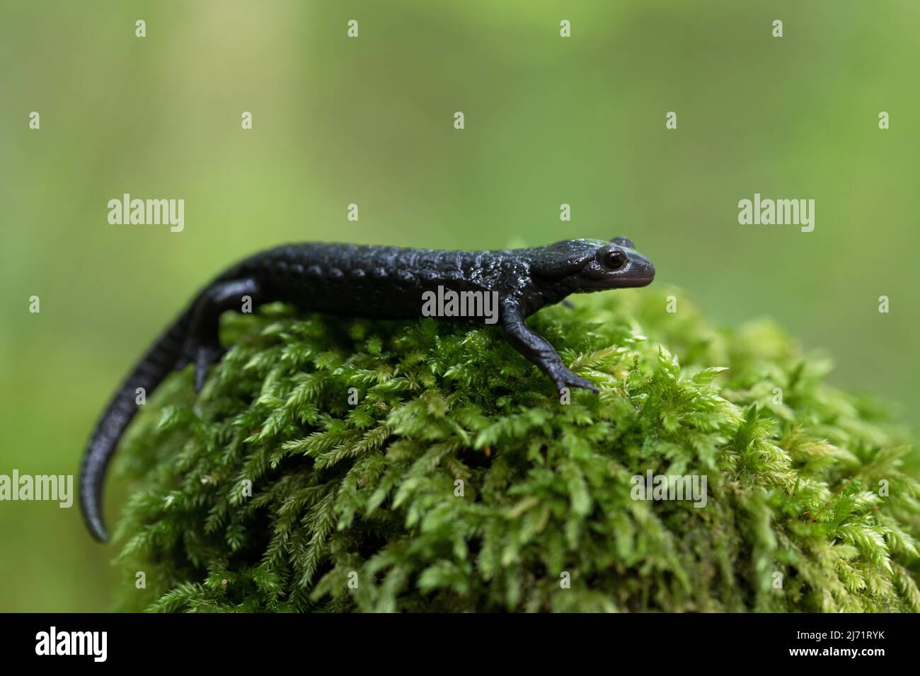 Alpine salamander (Salamandra atra), running on Moo, Hohenschwangau ...