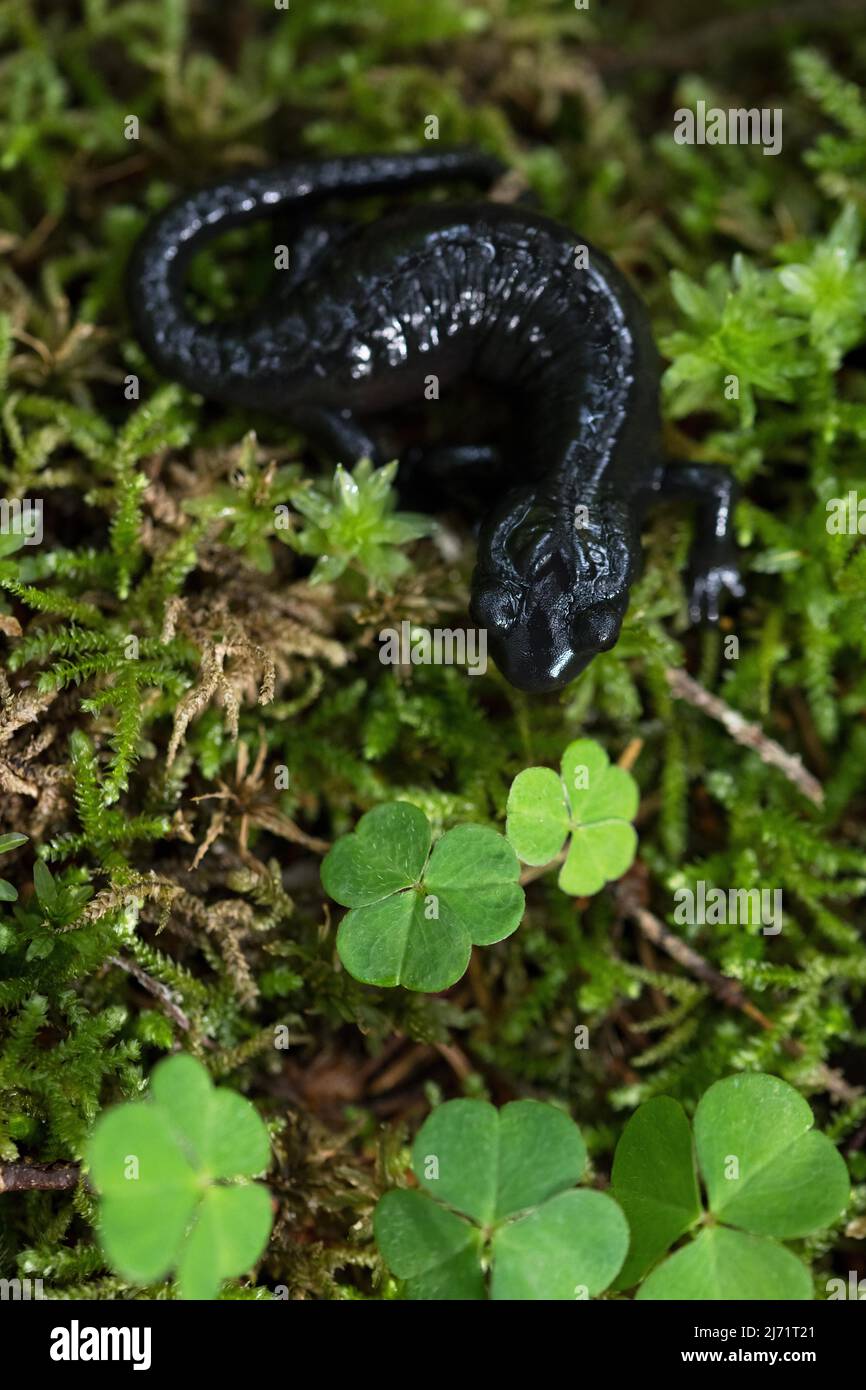 Alpine salamander (Salamandra atra), standing on moss, Hohenschwangau ...