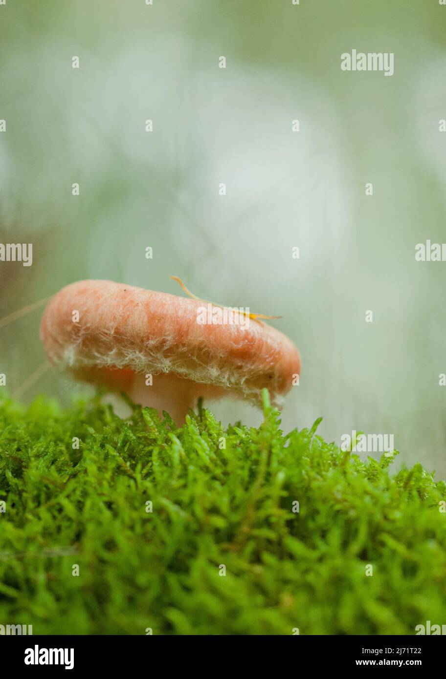 Birken-Milchling (Lactarius torminosus), Fruchtkoerper zwischen Moos, Brandenburg, Deutschland ...
