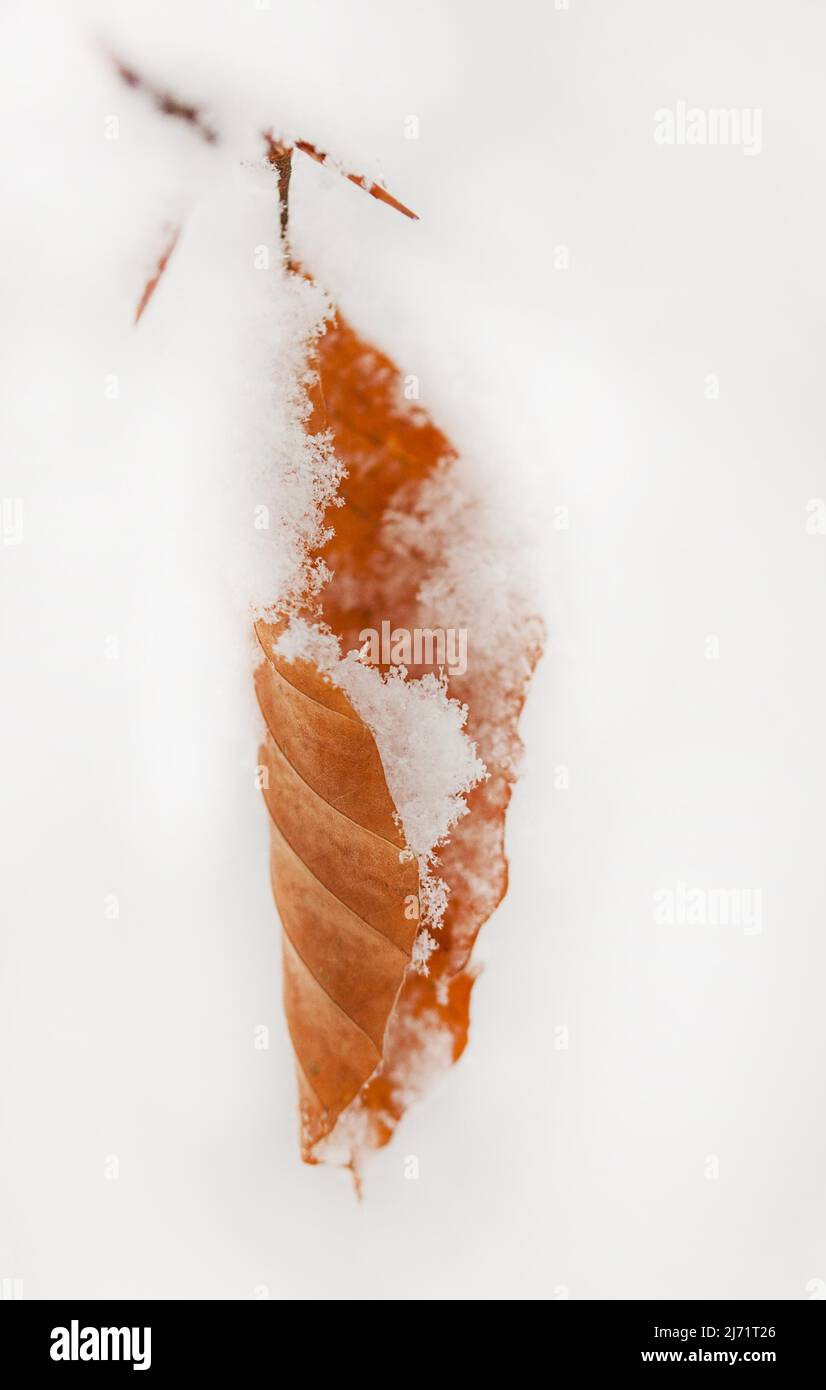 Rotbuche (Fagus sylvatica), vertrocknetes Blatt im Schnee, Velbert ...