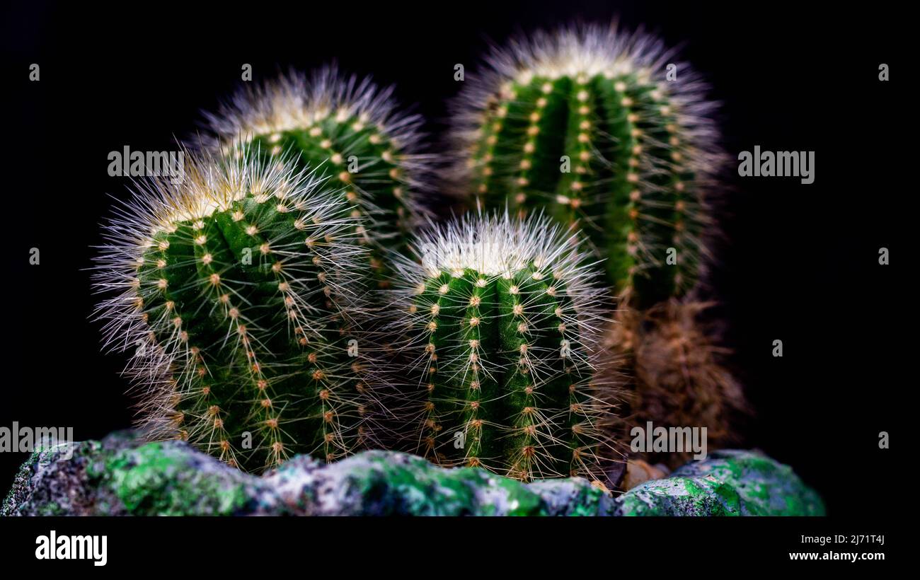 Clump of Notocactus magnificus on dark background. Ornamental plant on ...
