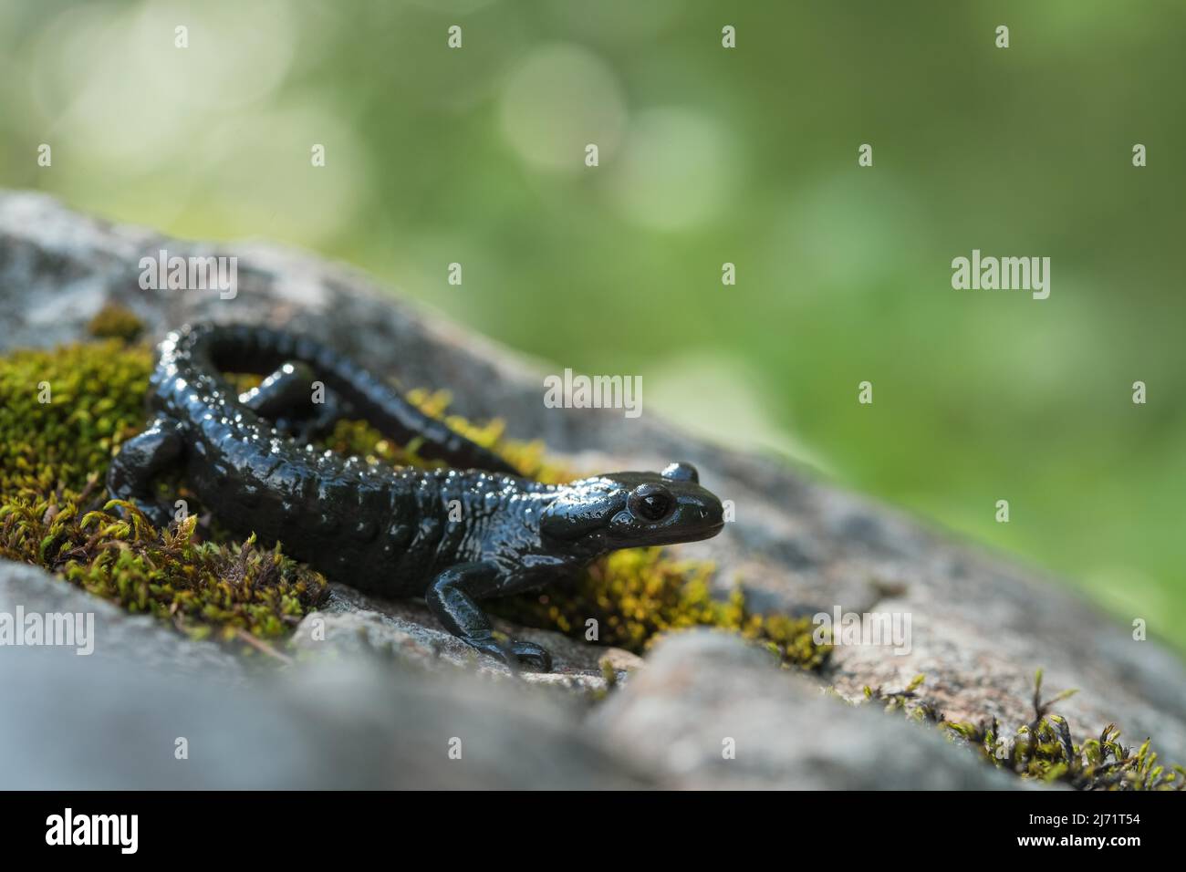 Alpine salamander (Salamandra atra), standing on mossy stone ...