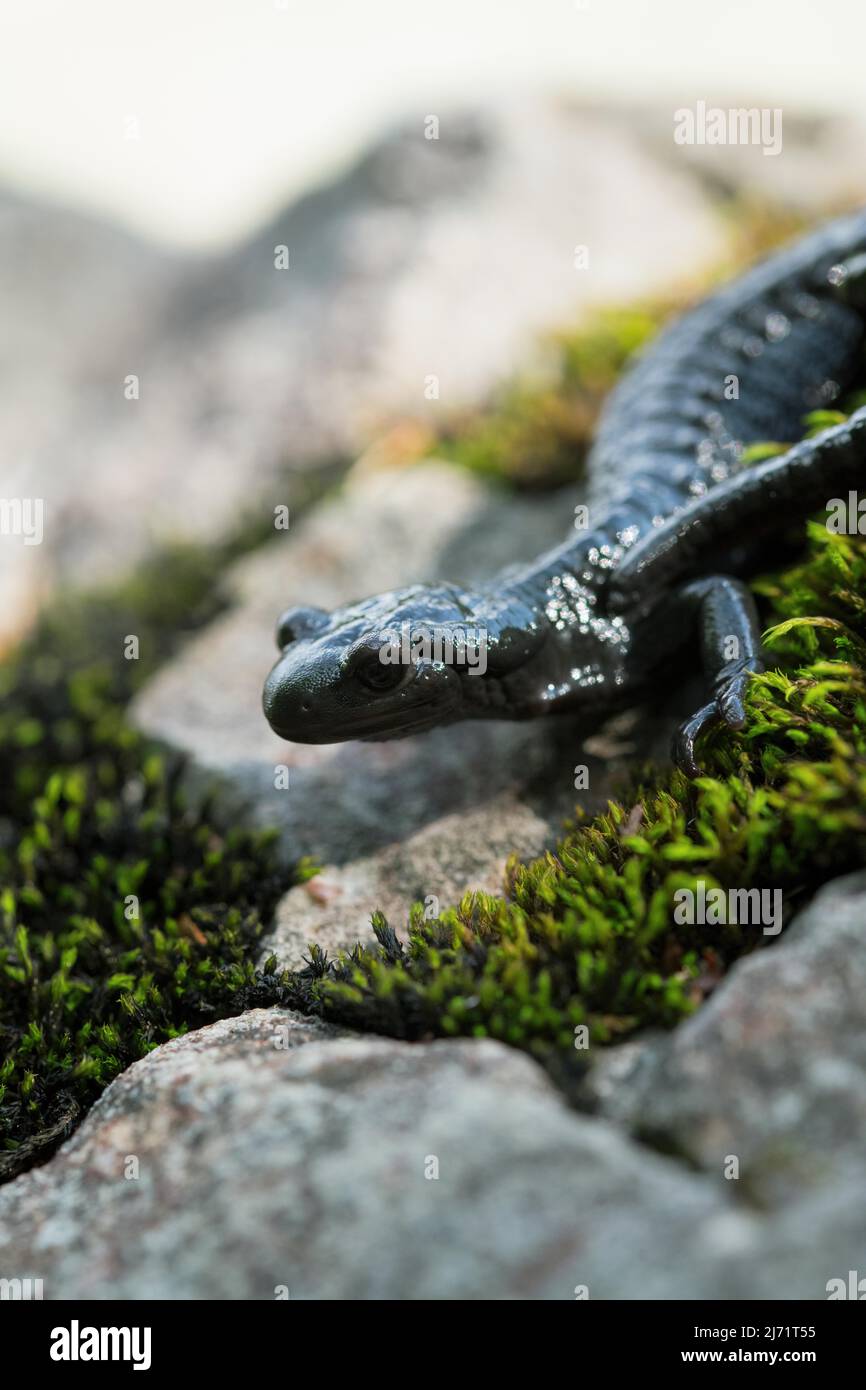 Alpine salamander (Salamandra atra), standing on mossy stone ...