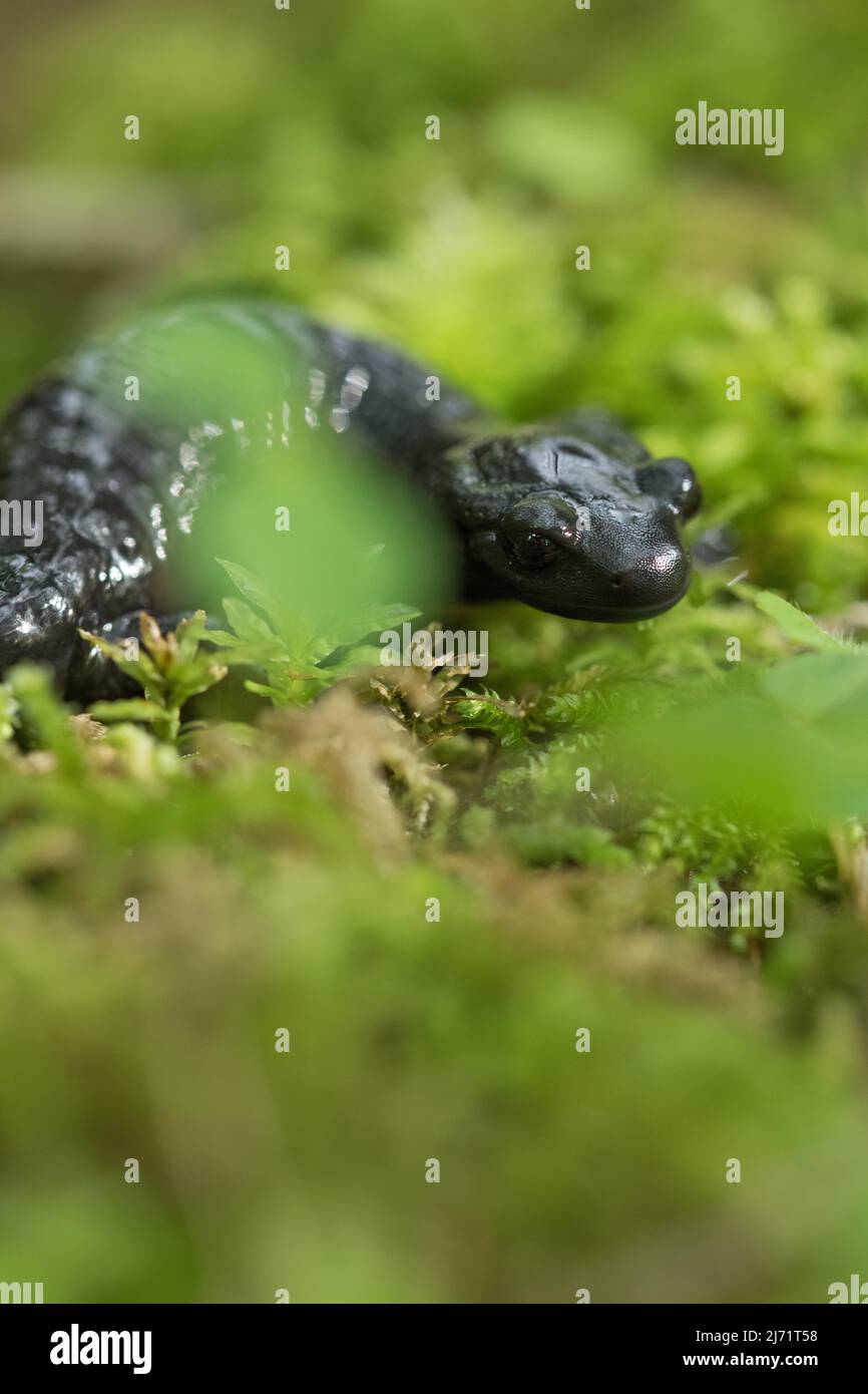 Alpine salamander (Salamandra atra), standing on moss, Hohenschwangau ...