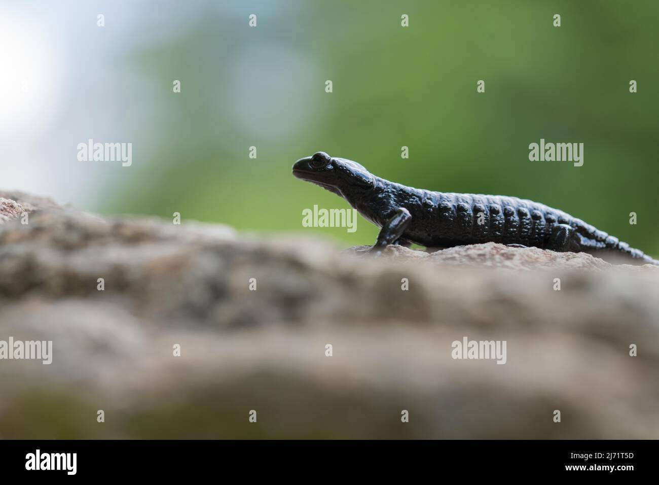 Alpine salamander (Salamandra atra), running on stone, Hohenschwangau ...