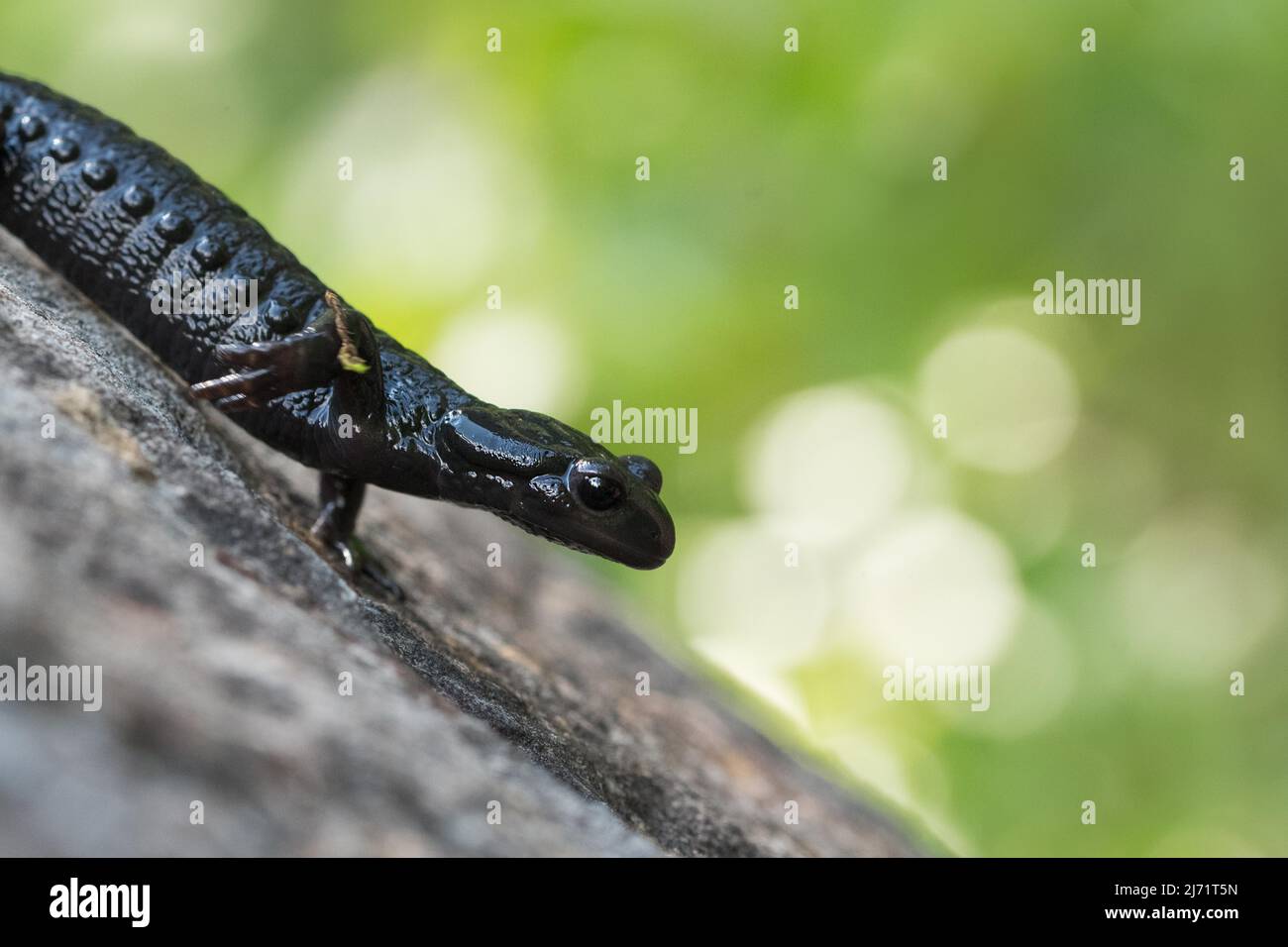 Alpine salamander (Salamandra atra), running on stone, Hohenschwangau ...