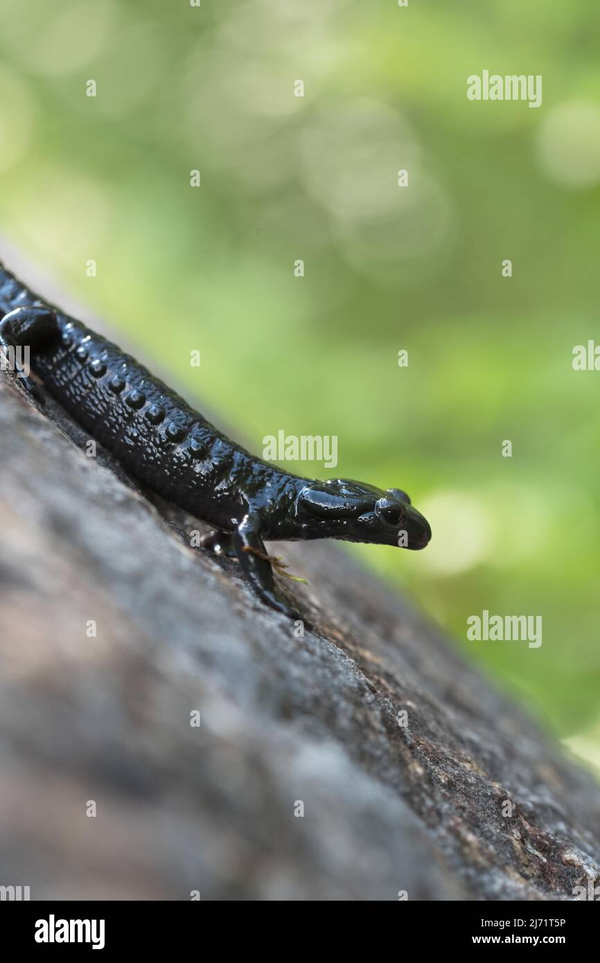Alpine salamander (Salamandra atra), running on stone, Hohenschwangau ...