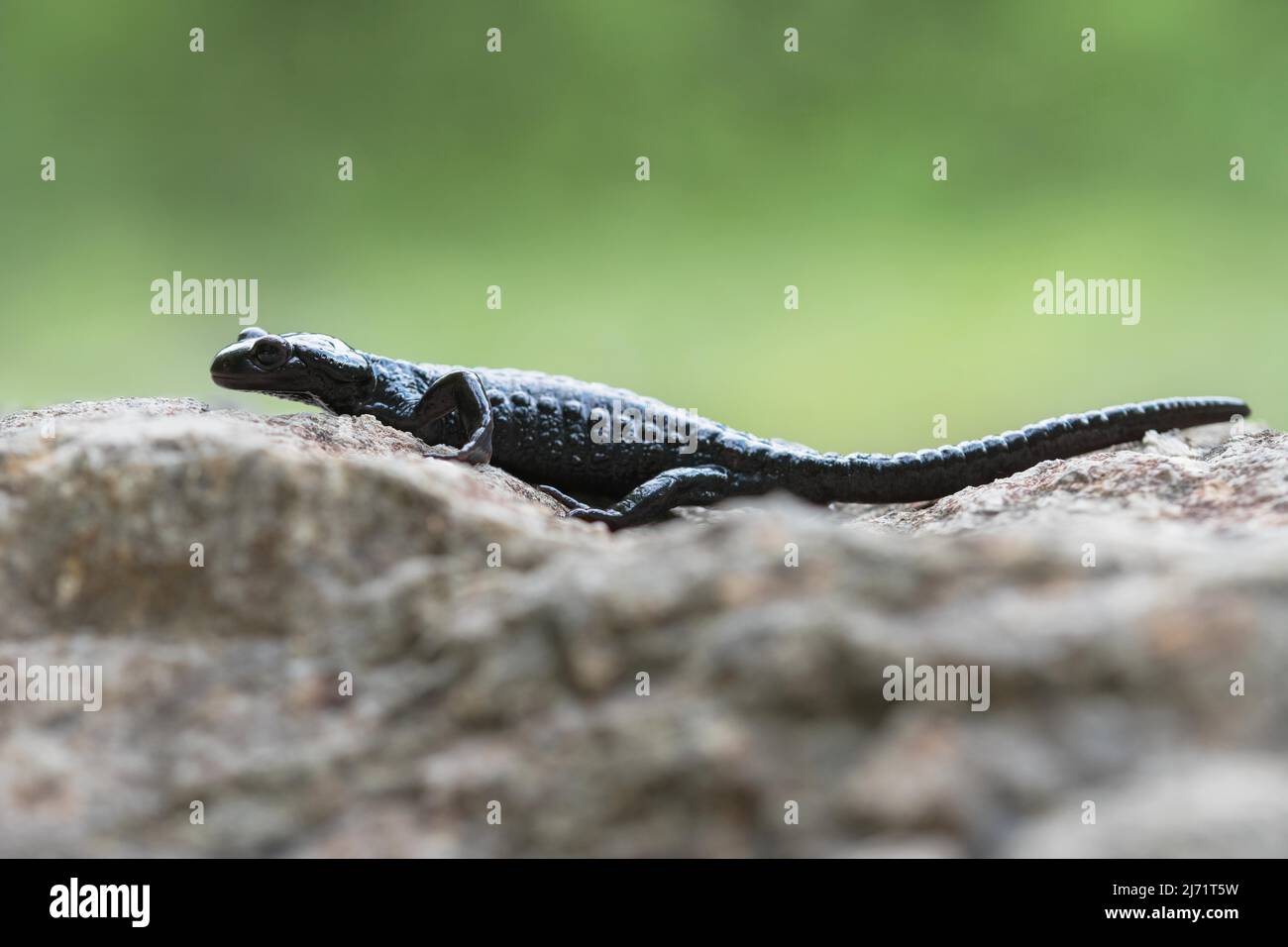 Alpine salamander (Salamandra atra), running on stone, Hohenschwangau ...
