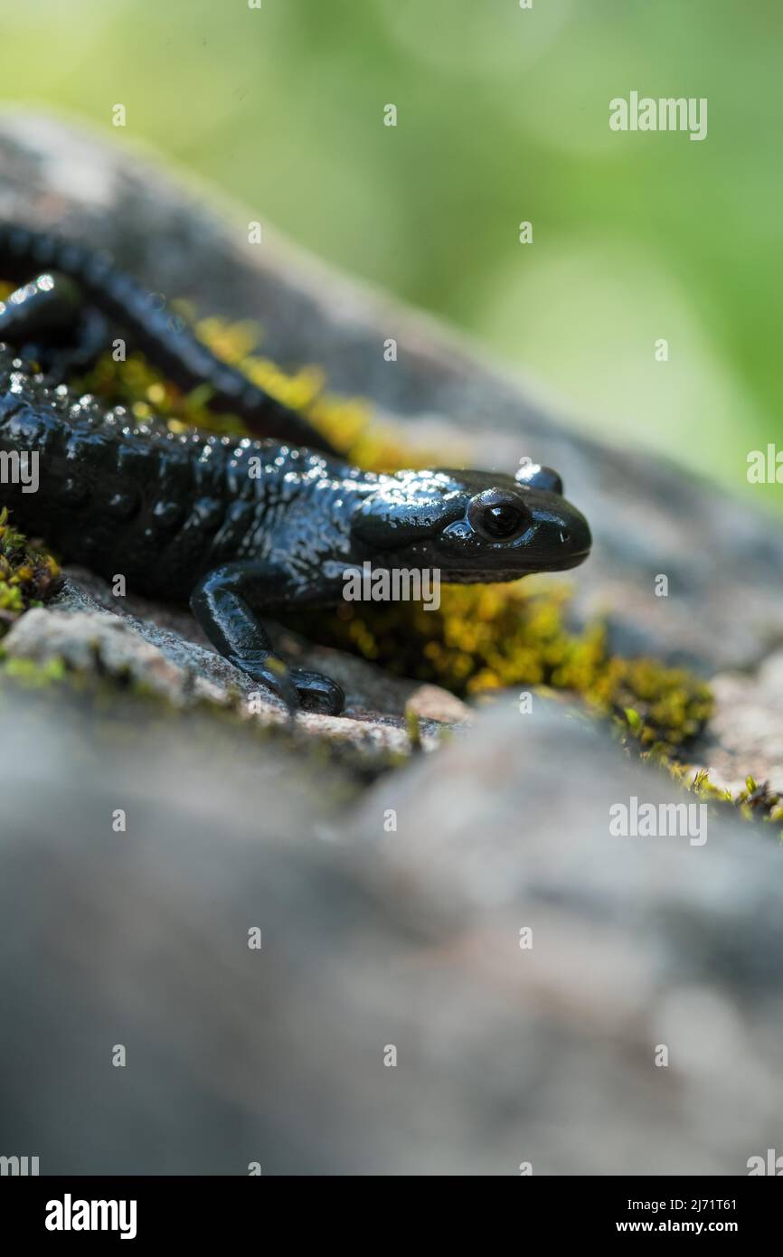 Alpine salamander (Salamandra atra), standing on mossy stone ...