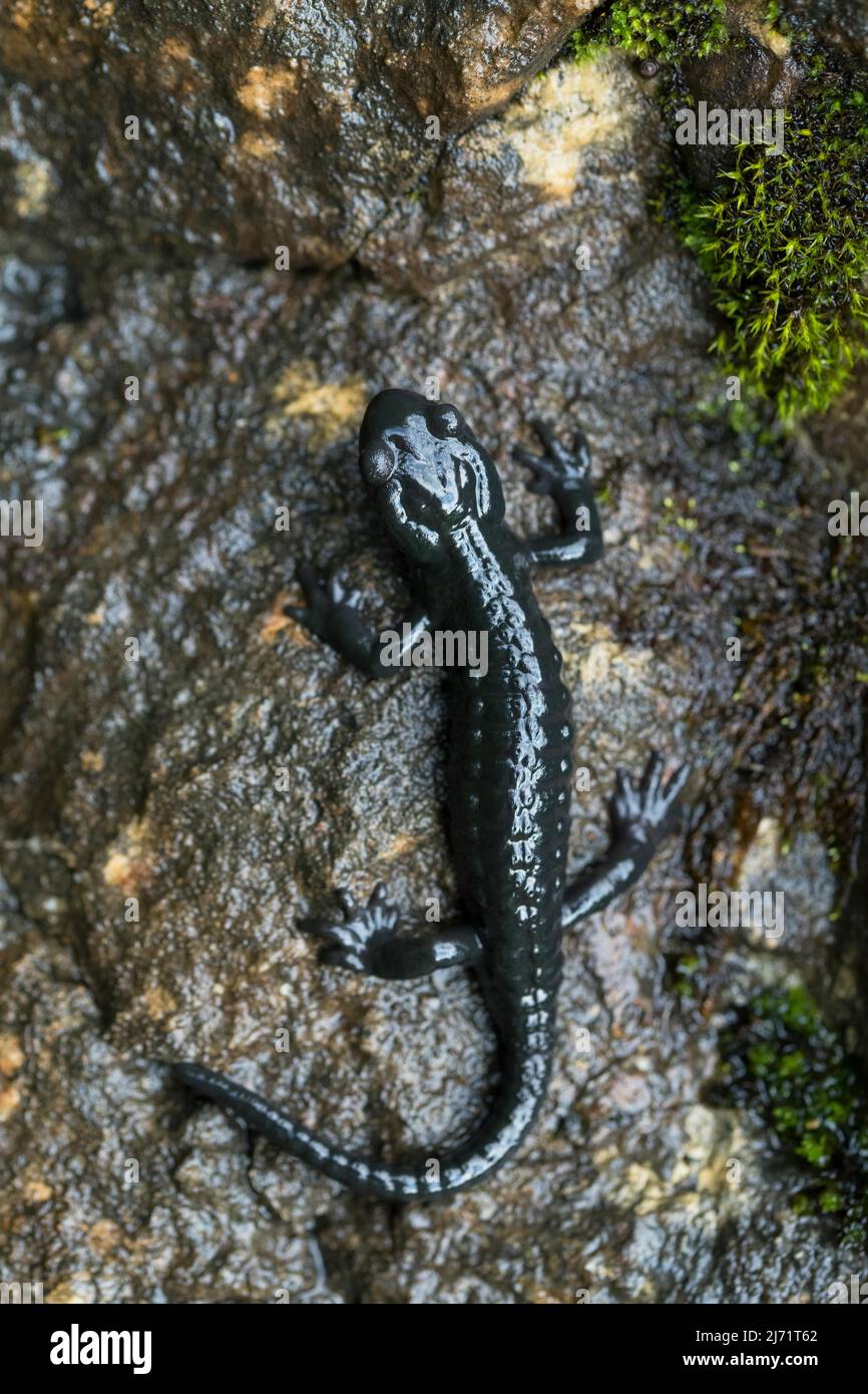 Wet salamander hi-res stock photography and images - Alamy