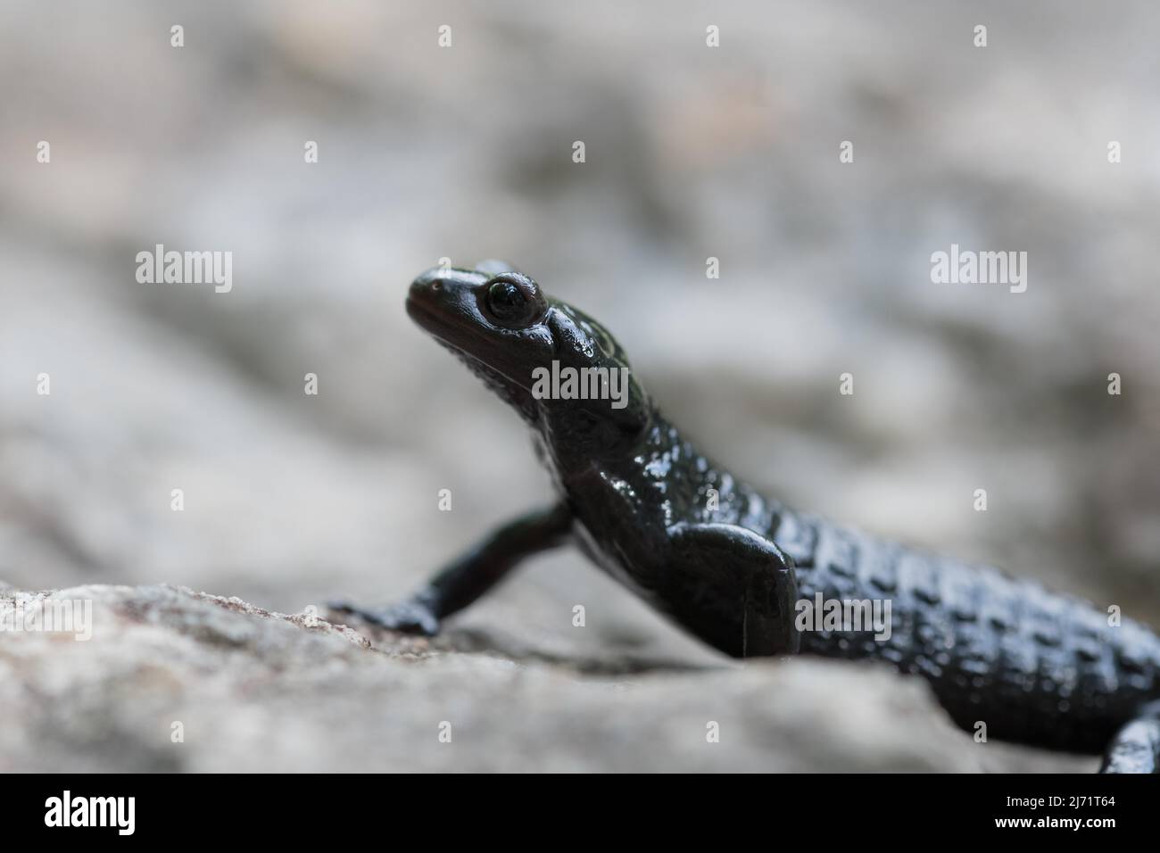 Alpine salamander (Salamandra atra), running on stone, Hohenschwangau ...