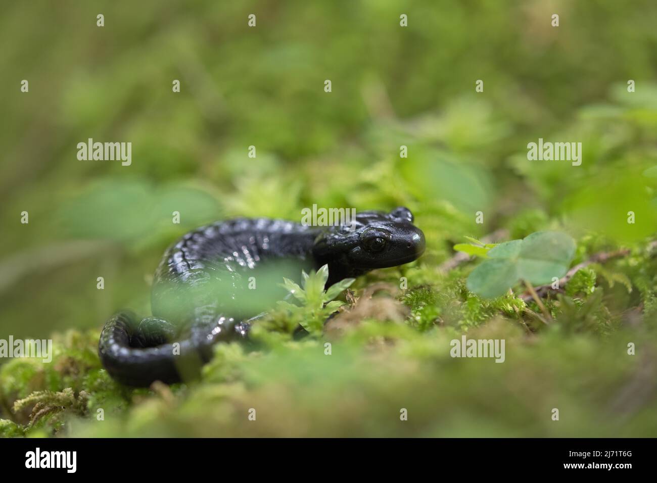Alpine salamander (Salamandra atra), standing on moss, Hohenschwangau ...