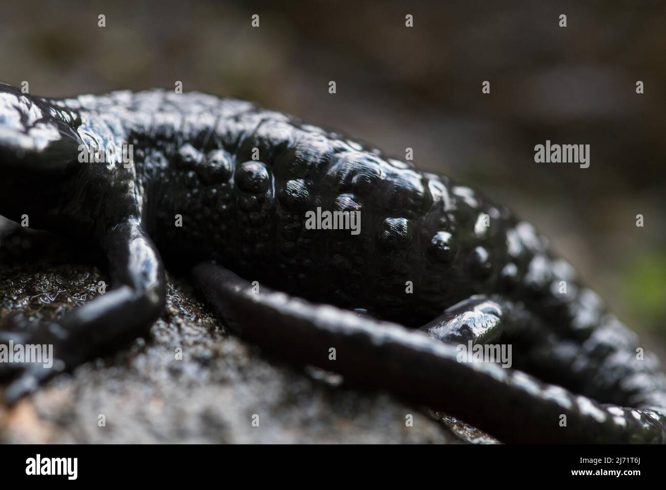 Alpine salamander (Salamandra atra), close-up of the venom glands from ...