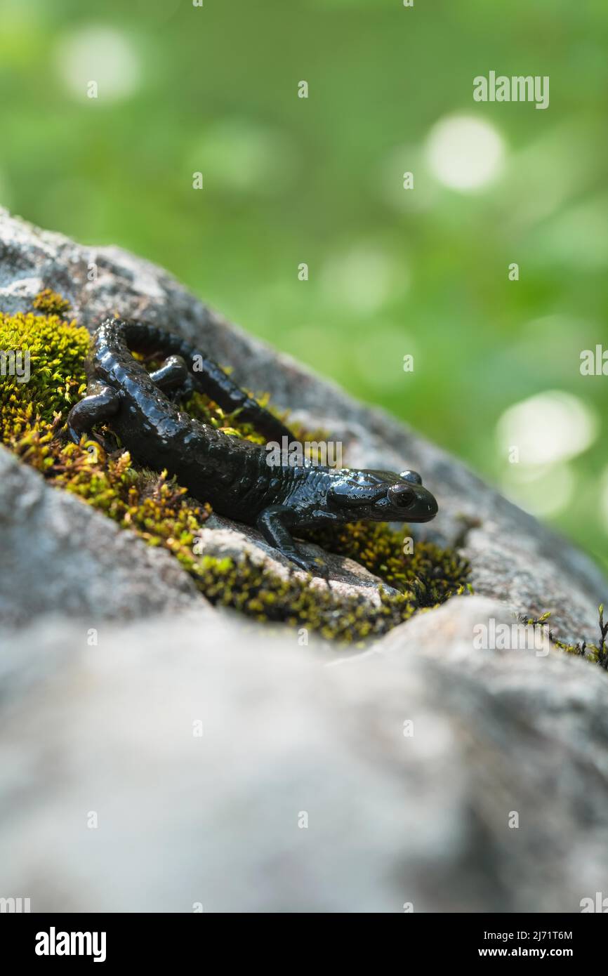 Alpine salamander (Salamandra atra), standing on mossy stone ...
