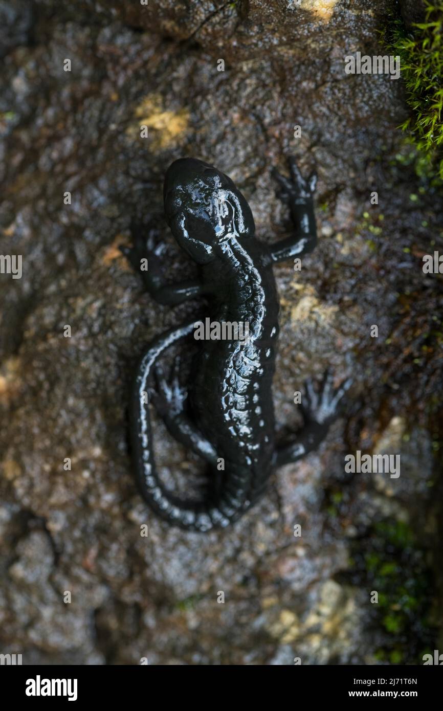 Alpine salamander (Salamandra atra), on damp stone from above ...