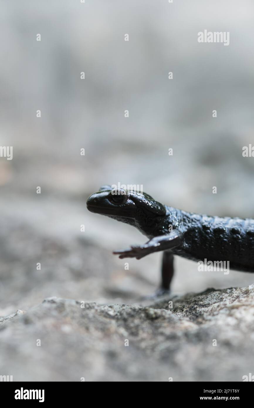Alpine salamander (Salamandra atra), running on stone, Hohenschwangau ...