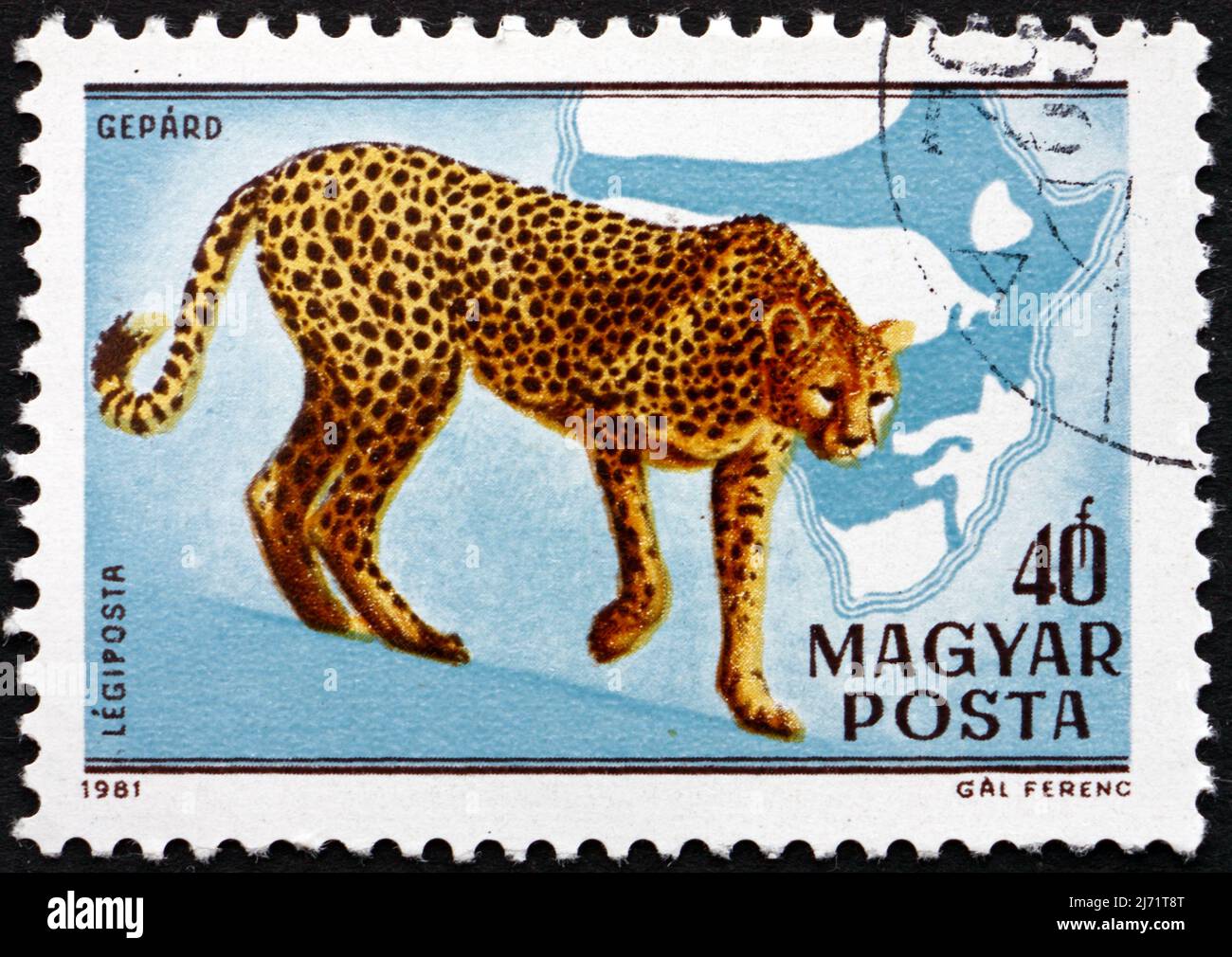 HUNGARY - CIRCA 1981: a stamp printed in the Hungary shows Cheetah ...
