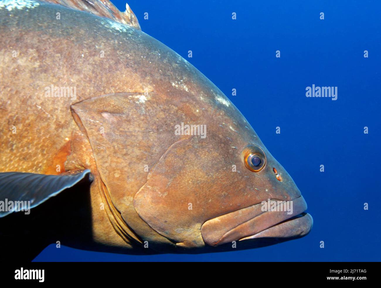 Nahaufnahme von Kopf und Kiemendeckel von Brauner Zackenbarsch ...