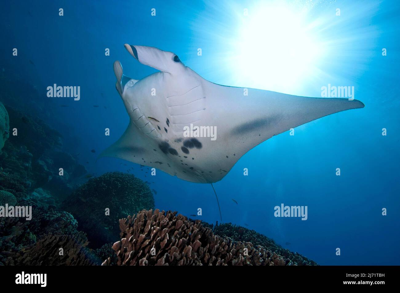 Manta schwimmt ueber Putzerstation in Korallenriff, Riffmanta (Manta ...