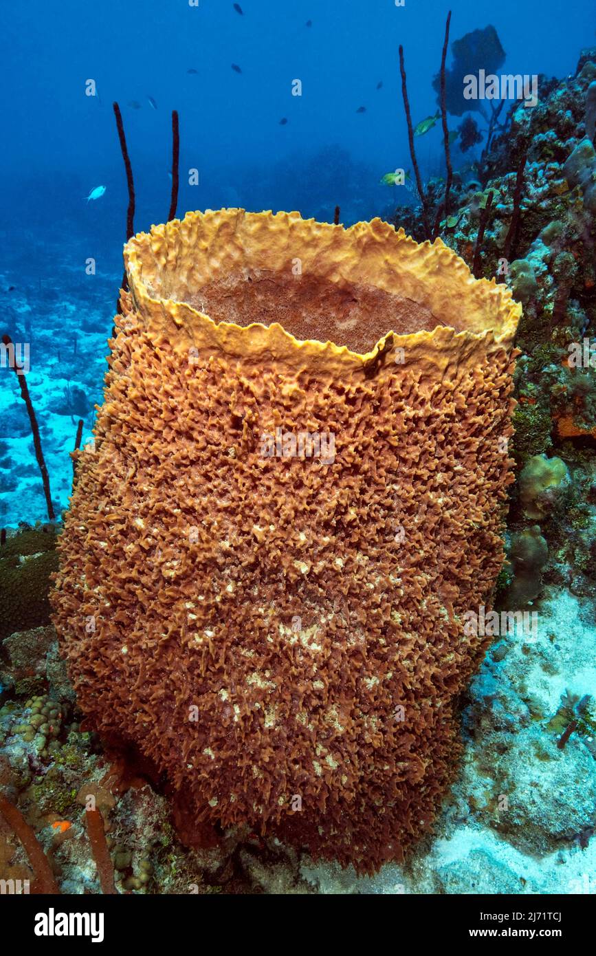 Caribbean giant barrel sponge hi-res stock photography and images - Alamy