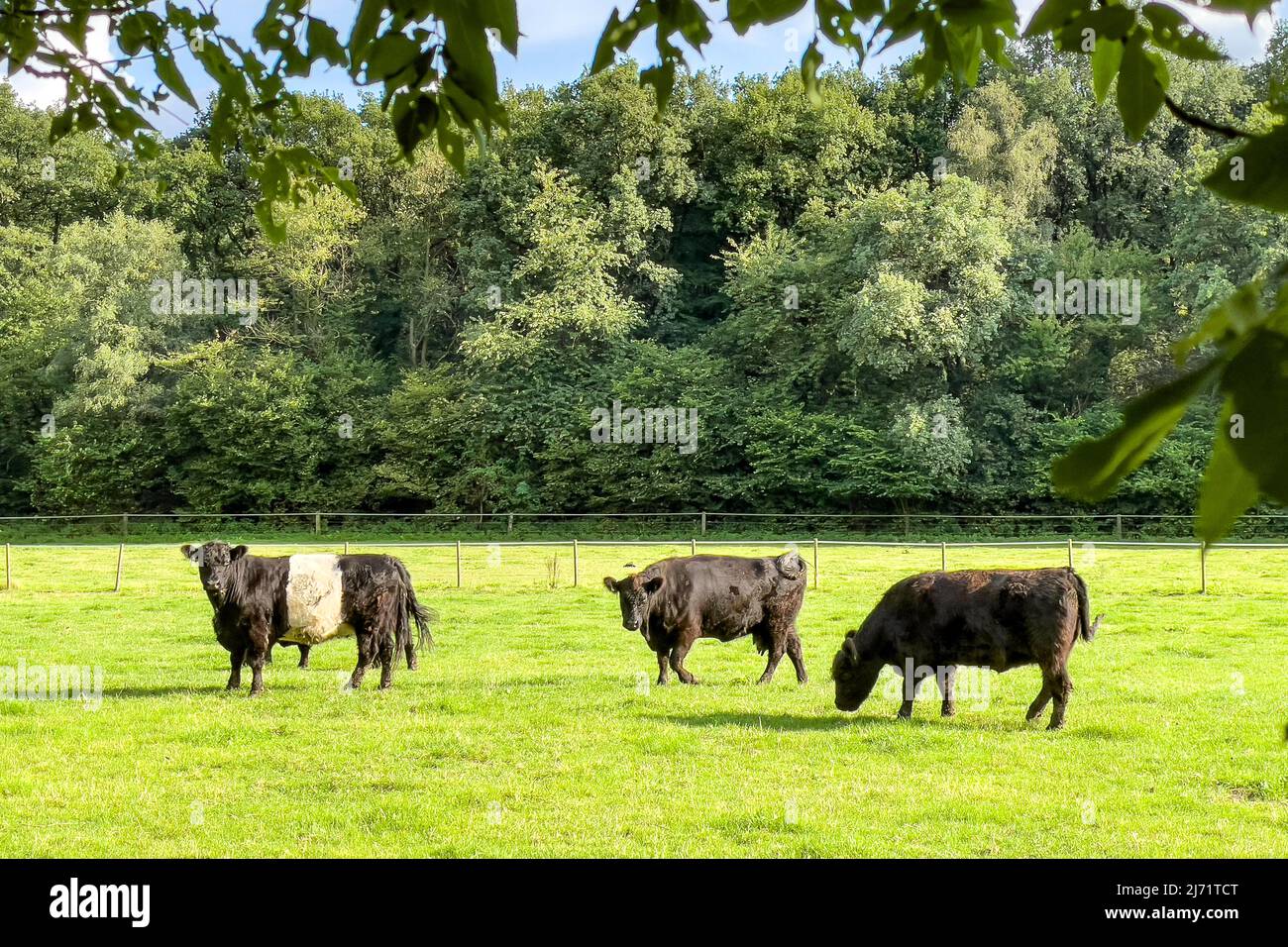 Galloway Rinder weiden mit Freilauf auf gruener Wiese, Kirchhellen ...