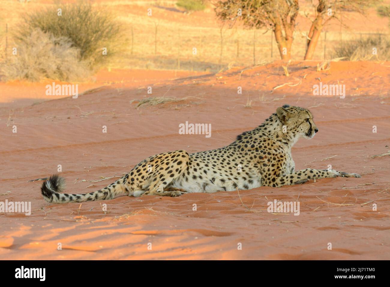 Cheetahs in namibia hi-res stock photography and images - Alamy